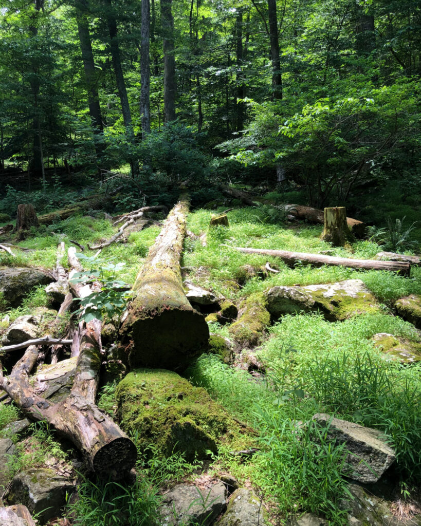 Cunningham Falls State Park Guide (Waterfall Hike + Beach + Family Tips ...