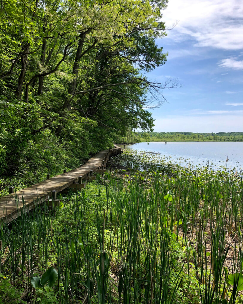 Jug Bay Wetlands Sanctuary: A Peaceful Boardwalk Nature Walk in ...