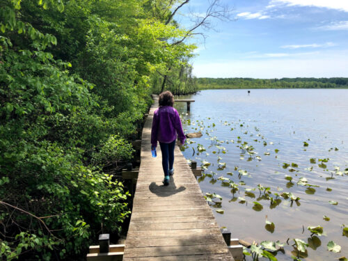 Jug Bay Wetlands Sanctuary: A Peaceful Boardwalk Nature Walk in ...