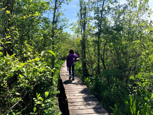 Jug Bay Wetlands Sanctuary: A Peaceful Boardwalk Nature Walk in ...