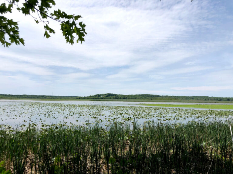 Jug Bay Wetlands Sanctuary: A Peaceful Boardwalk Nature Walk in ...