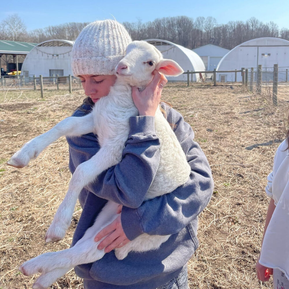 Mary’s Land Farm in Ellicott City, MD: Lamb Cuddling, Cow Cuddling ...