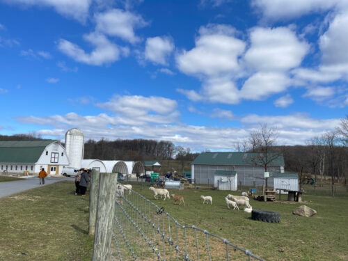 Mary’s Land Farm in Ellicott City, MD: Lamb Cuddling, Cow Cuddling ...