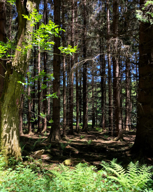 Best Things To Do at New Germany State Park in Maryland - Sunshine Whispers