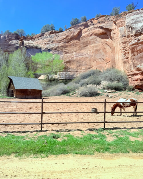 Best Friends Animal Sanctuary Visit Guide (What It’s Really Like ...