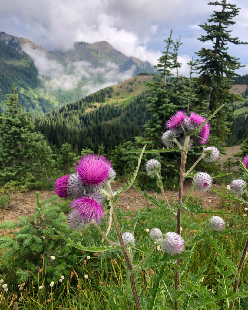 Olympic National Park Itinerary: The Perfect 3–4 Day Road Trip Guide ...