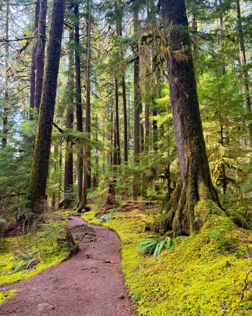 Olympic National Park Itinerary: The Perfect 3–4 Day Road Trip Guide ...